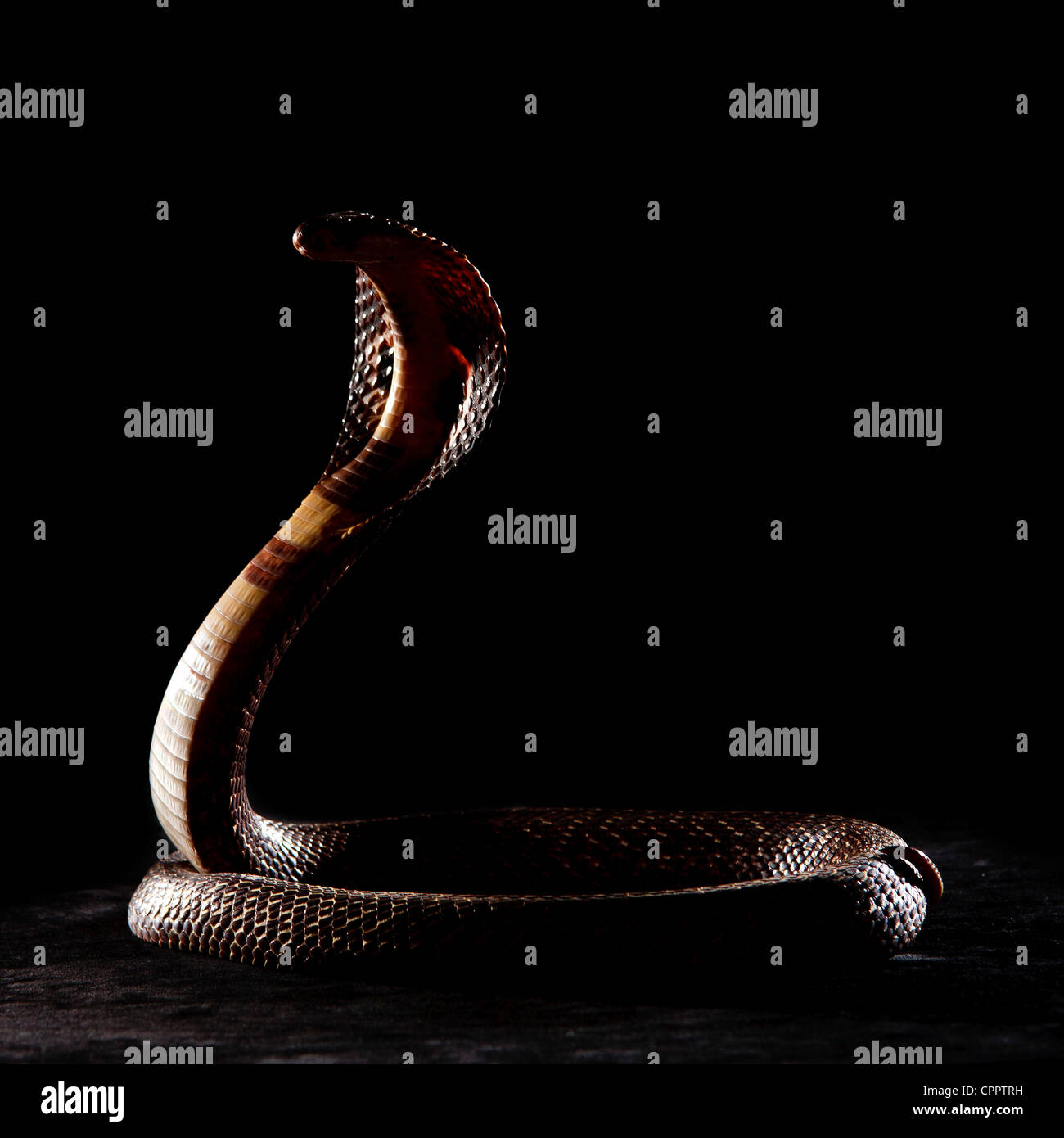 Spectacled cobra hood hi-res stock photography and images - Alamy
