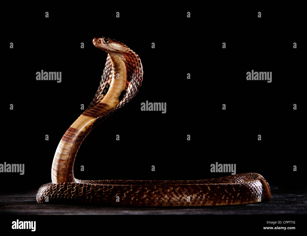 Spectacle snake hi-res stock photography and images - Alamy