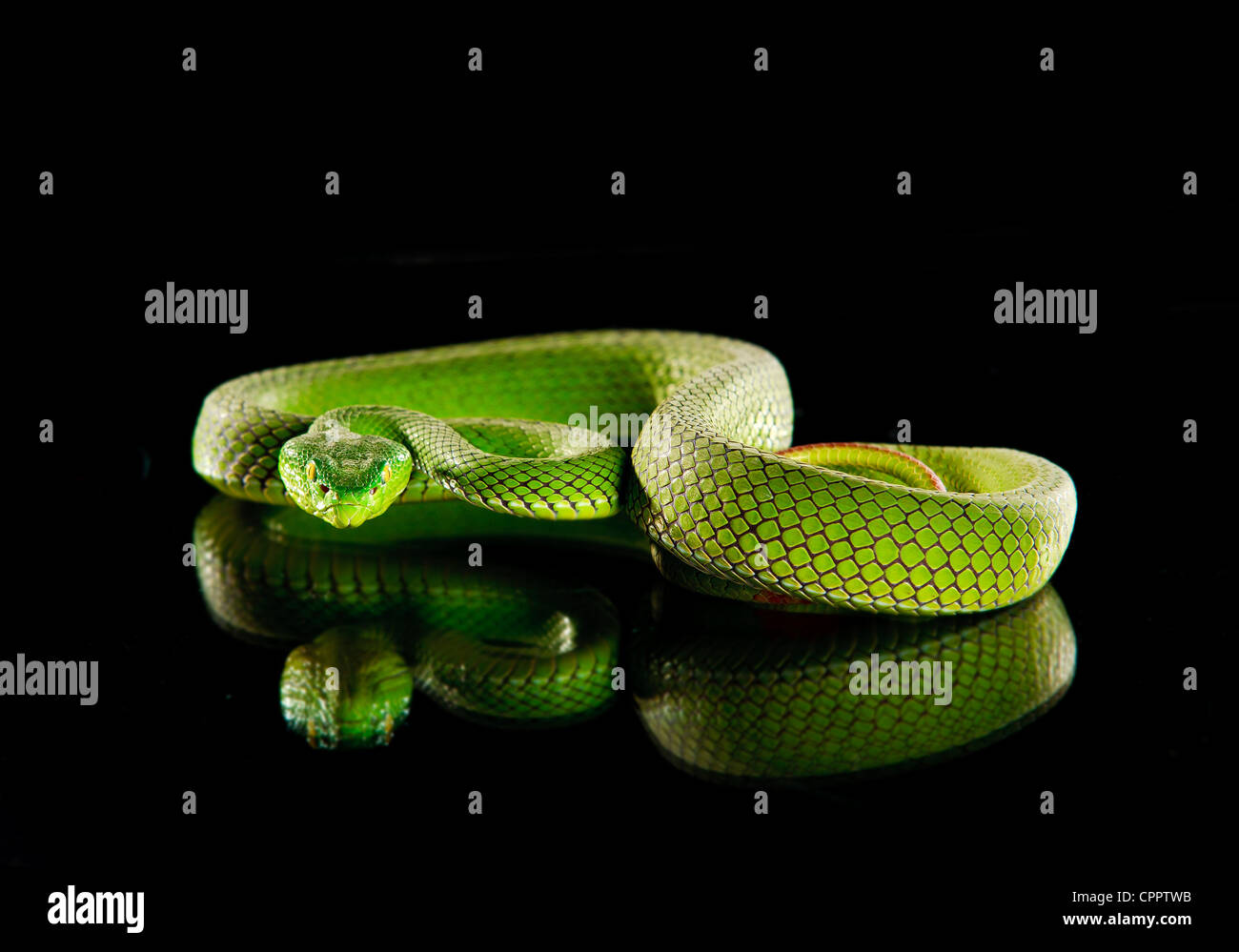 Green viper hi-res stock photography and images - Alamy