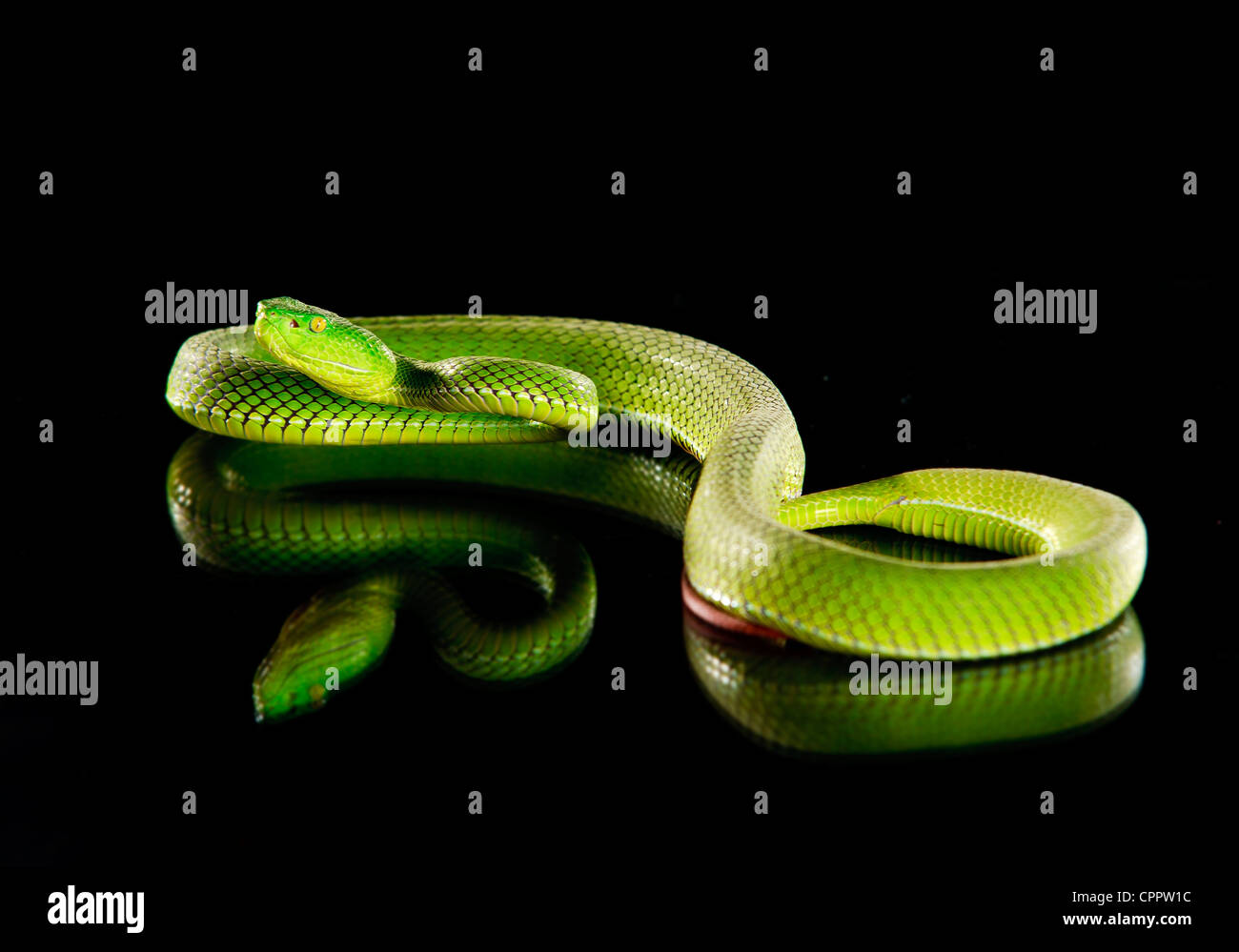 Dangerous green snake on reflective surface studio hi-res stock ...
