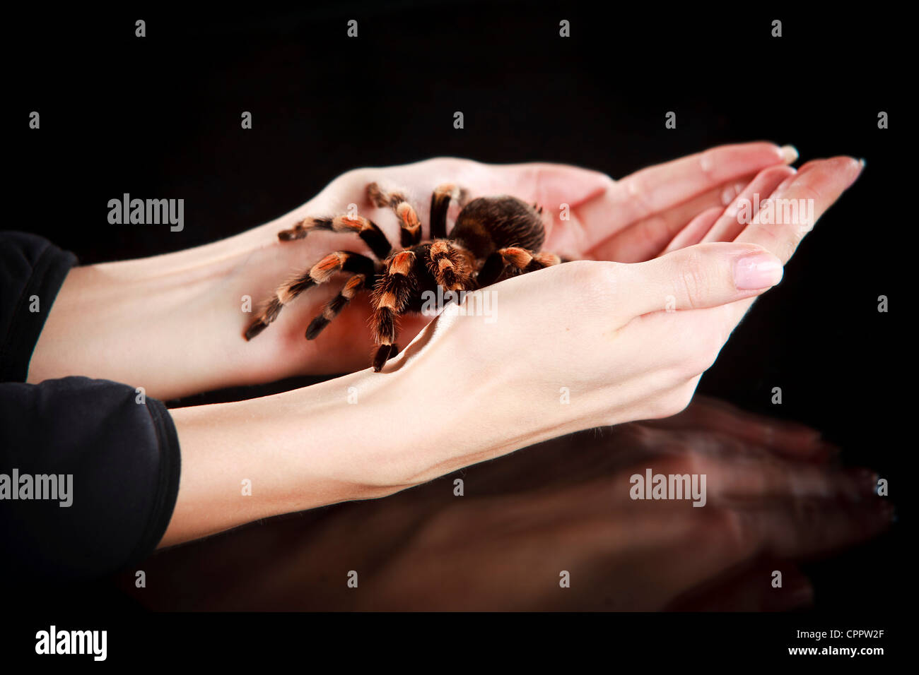 woman holds a tarantula Stock Photo - Alamy