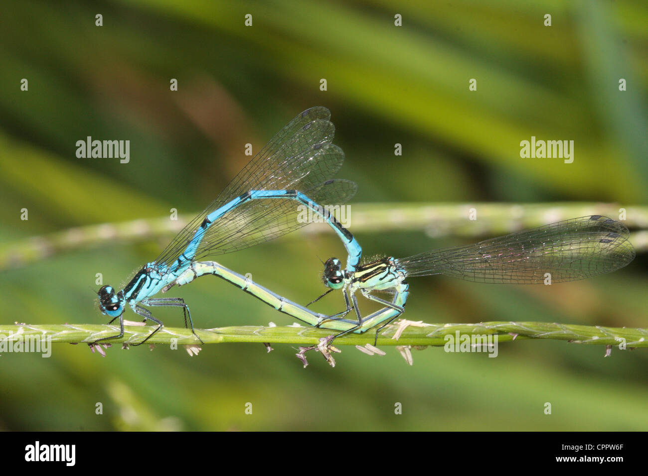 Common Blue Damselflies mating Stock Photo - Alamy