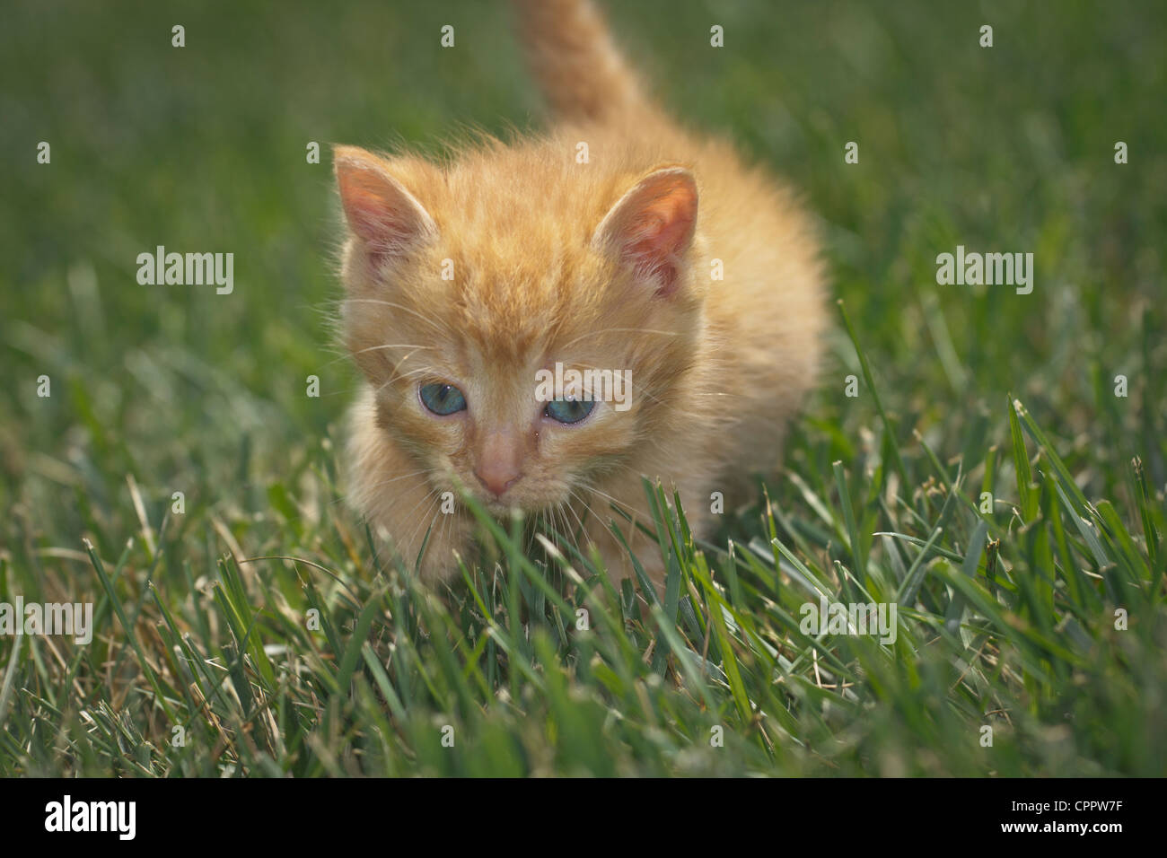 small orange kitten of approx. 4-5 weeks old in green grass Stock Photo ...