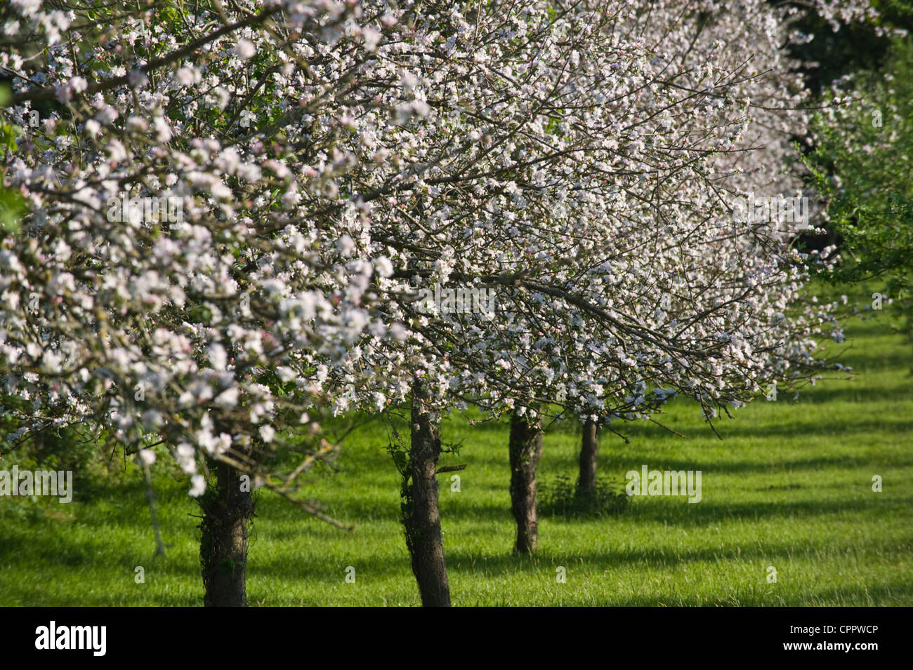 Blossom on cider apple tree hi-res stock photography and images - Alamy