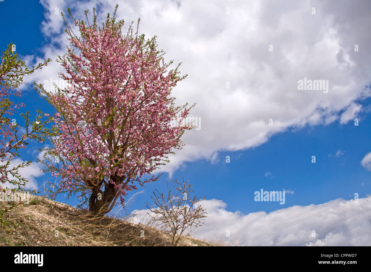 Almond tree hi-res stock photography and images - Alamy