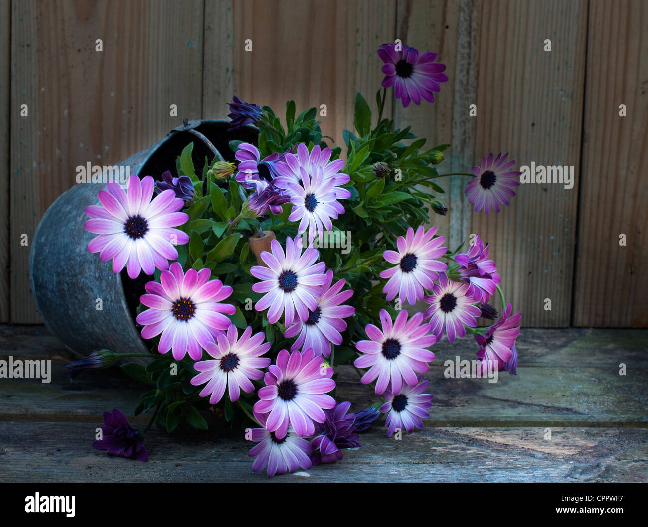 Pink metal vase hi-res stock photography and images - Alamy