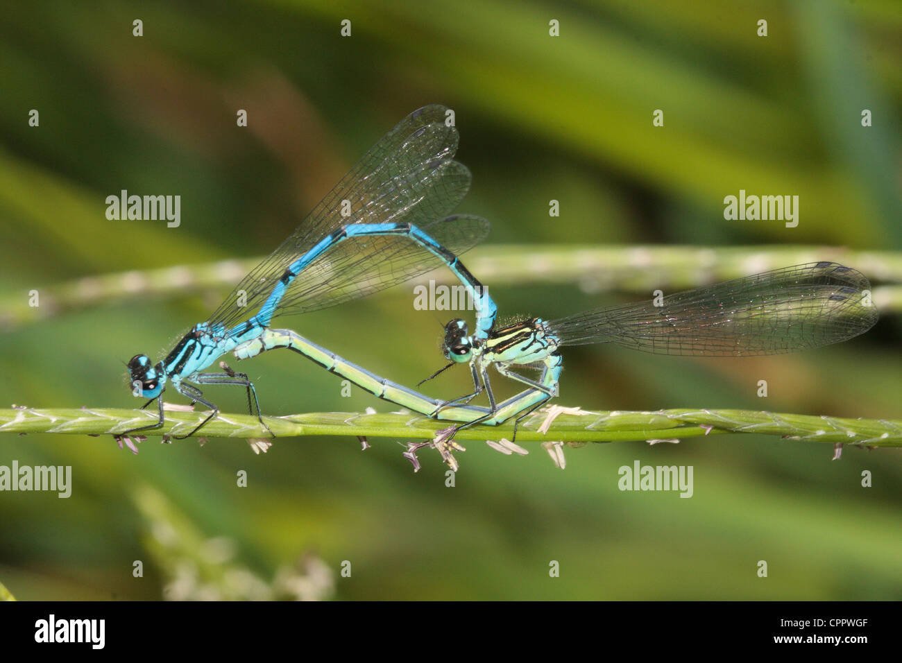 Common Blue Damselflies mating Stock Photo - Alamy