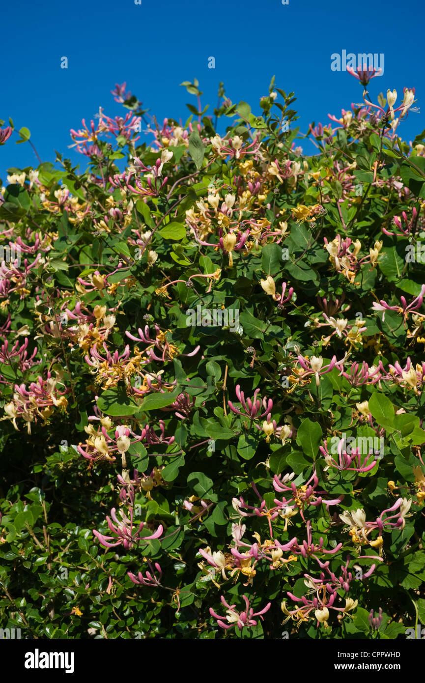 Honeysuckle garden hi-res stock photography and images - Alamy