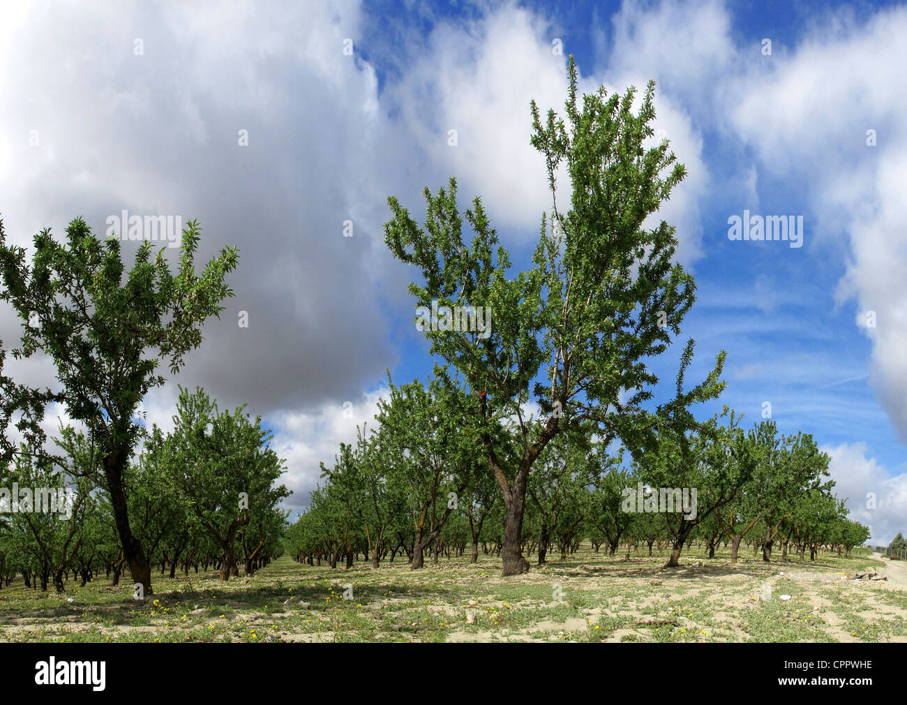 Spain Andalusia Almond plantation Stock Photo - Alamy
