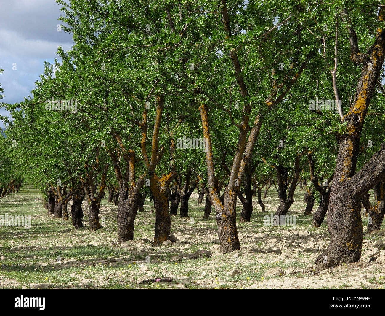 Almond plantation spain hi-res stock photography and images - Alamy