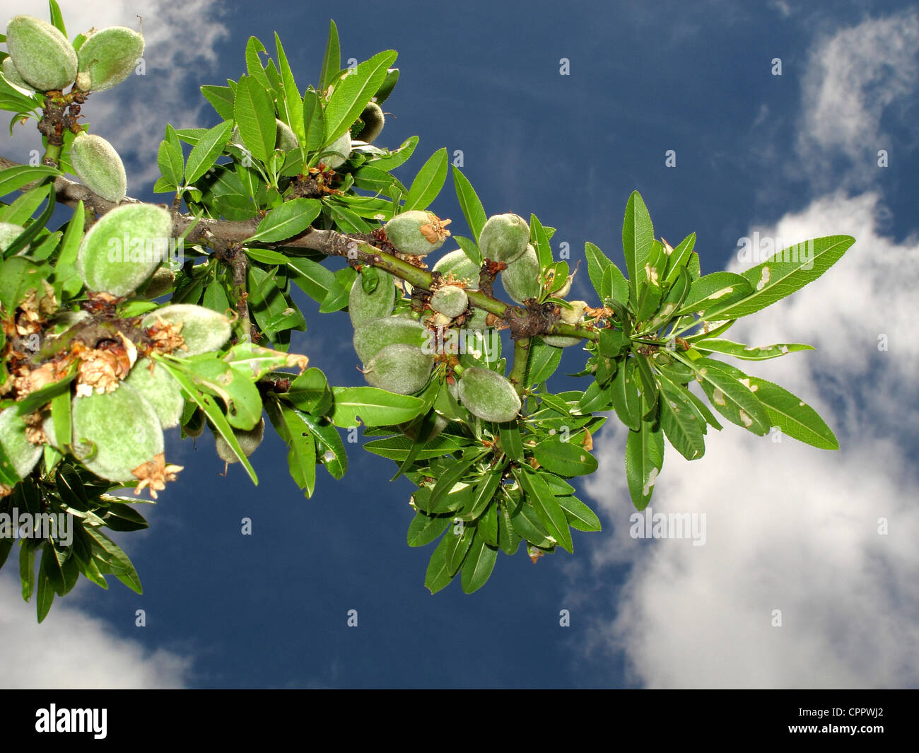 Almond plantation hi-res stock photography and images - Alamy