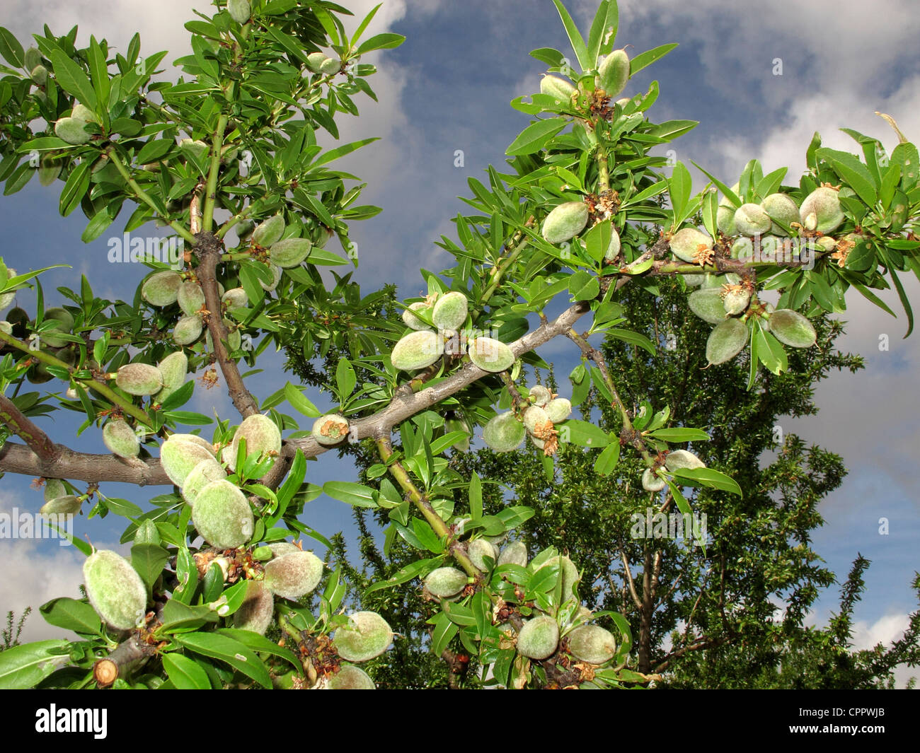 Almond industry hi-res stock photography and images - Alamy