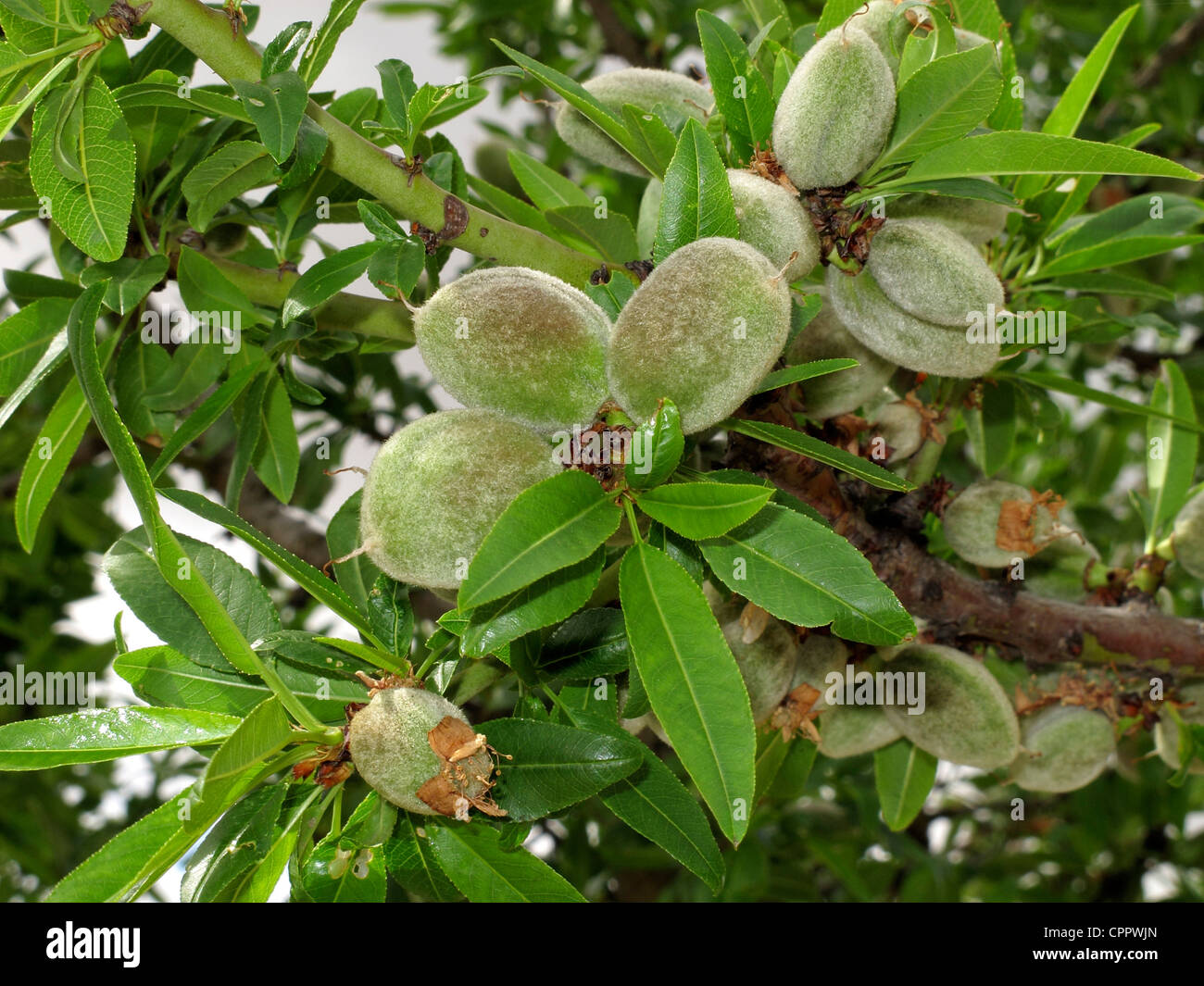 Almond plantation hi-res stock photography and images - Alamy