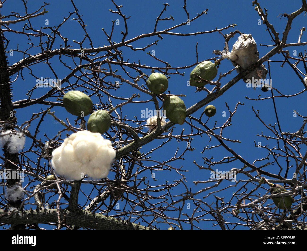 Baobabs tree hi-res stock photography and images - Alamy