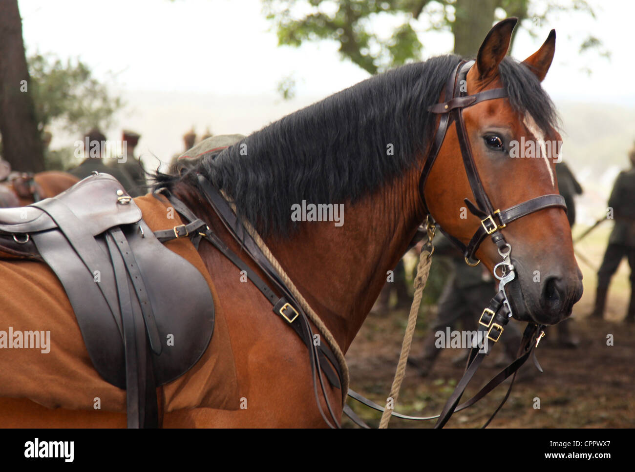 War horse year hi-res stock photography and images - Alamy