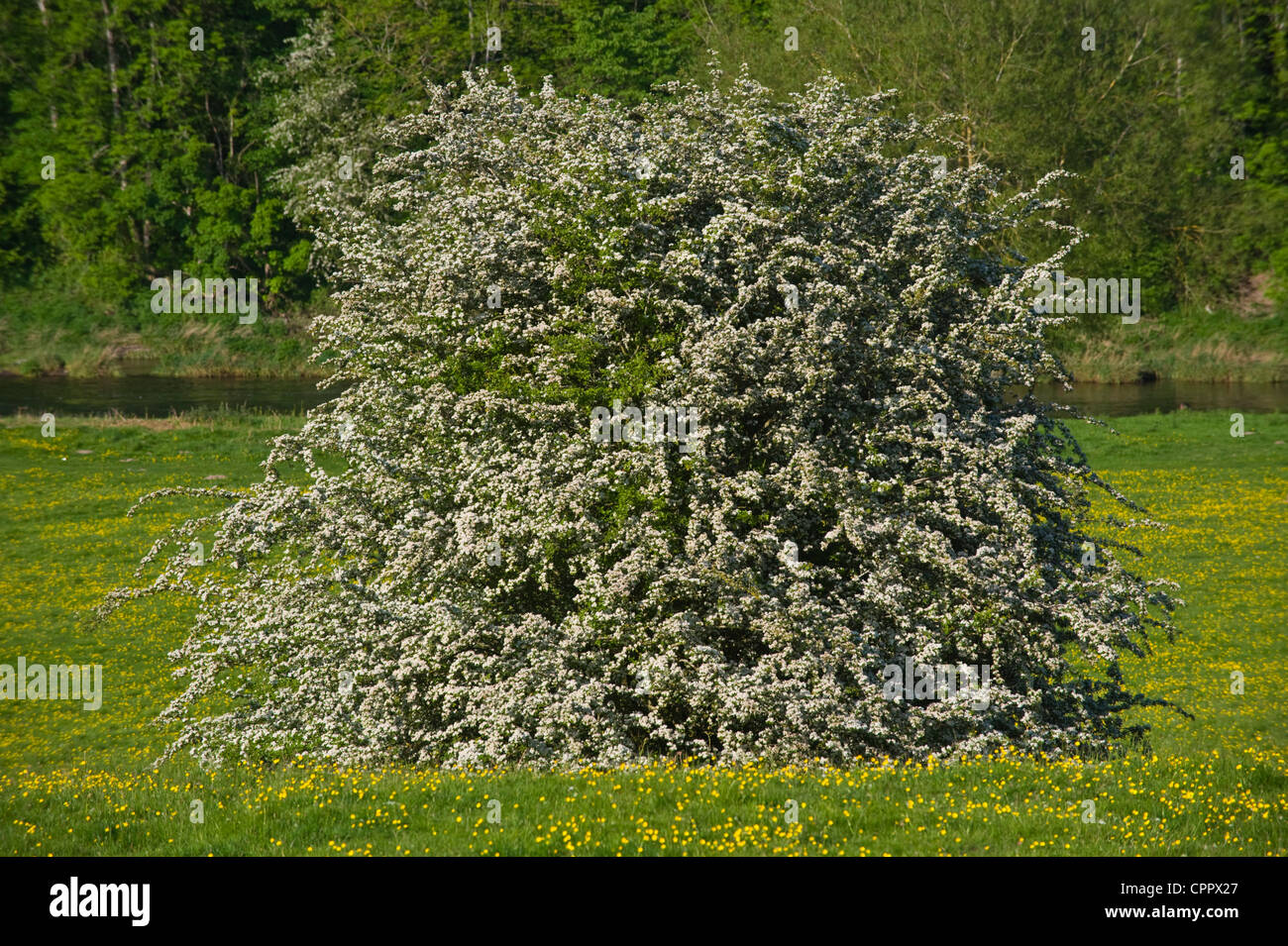 Blossom hawthorn nobody britain hi-res stock photography and images - Alamy
