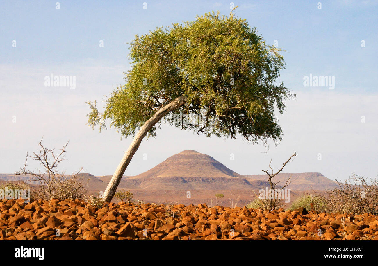 A Shepherd Tree in Etendeka bent by the wind to frame the view Stock ...