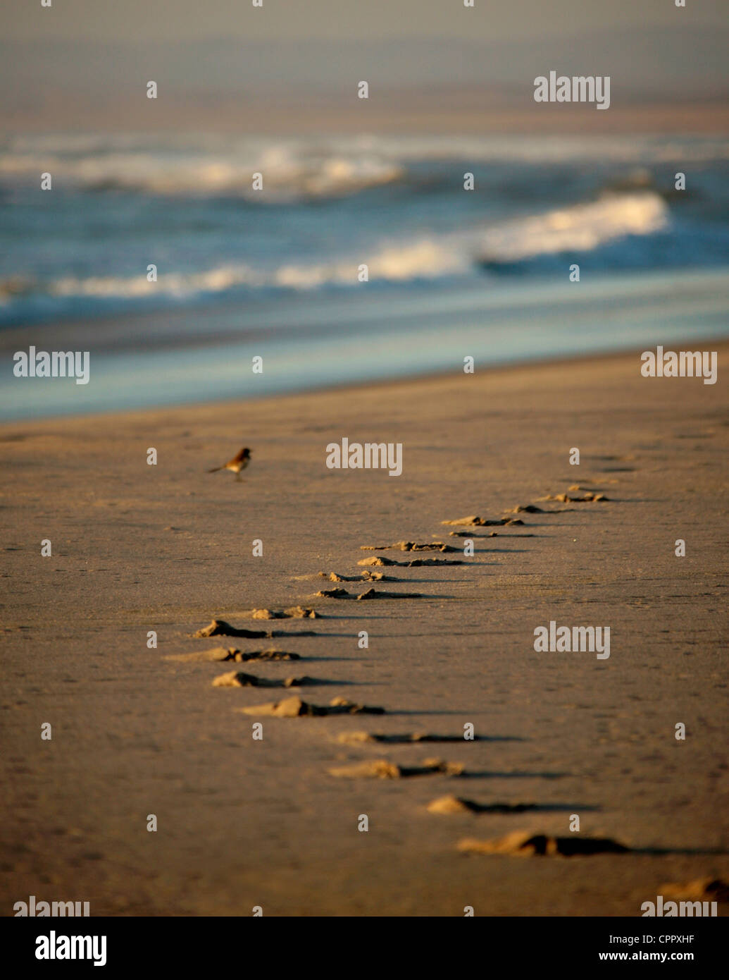 tracks on the beach at Cape Cross with the Atlantic breakers rolling in ...