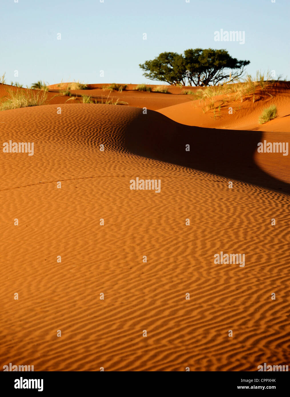 Wind ripples in the sand of the dunes in the Namib desert Stock Photo ...