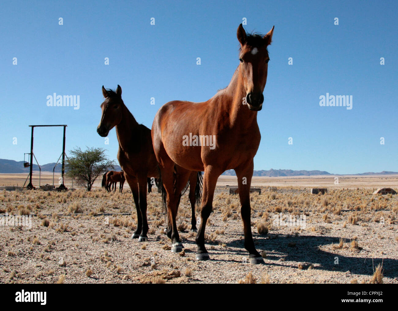 Wild horses at Garub, Namibia Stock Photo - Alamy