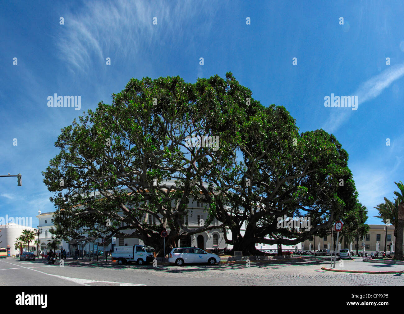 Giant tree hi-res stock photography and images - Alamy