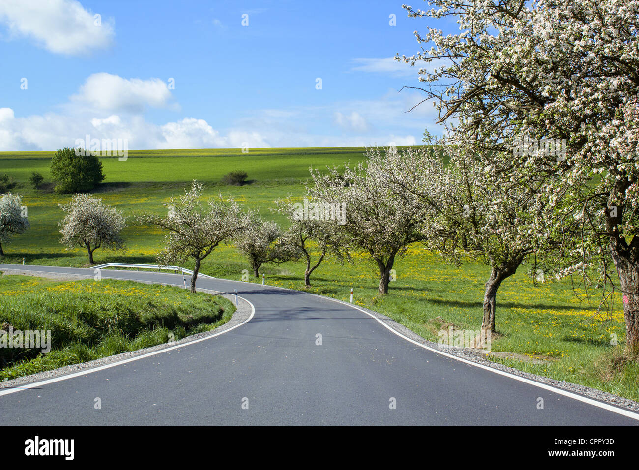 spring road with alley of cherry trees in bloom Stock Photo - Alamy