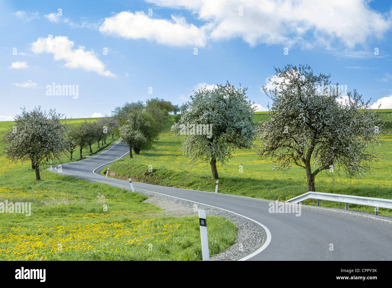 spring road with alley of cherry trees in bloom Stock Photo - Alamy