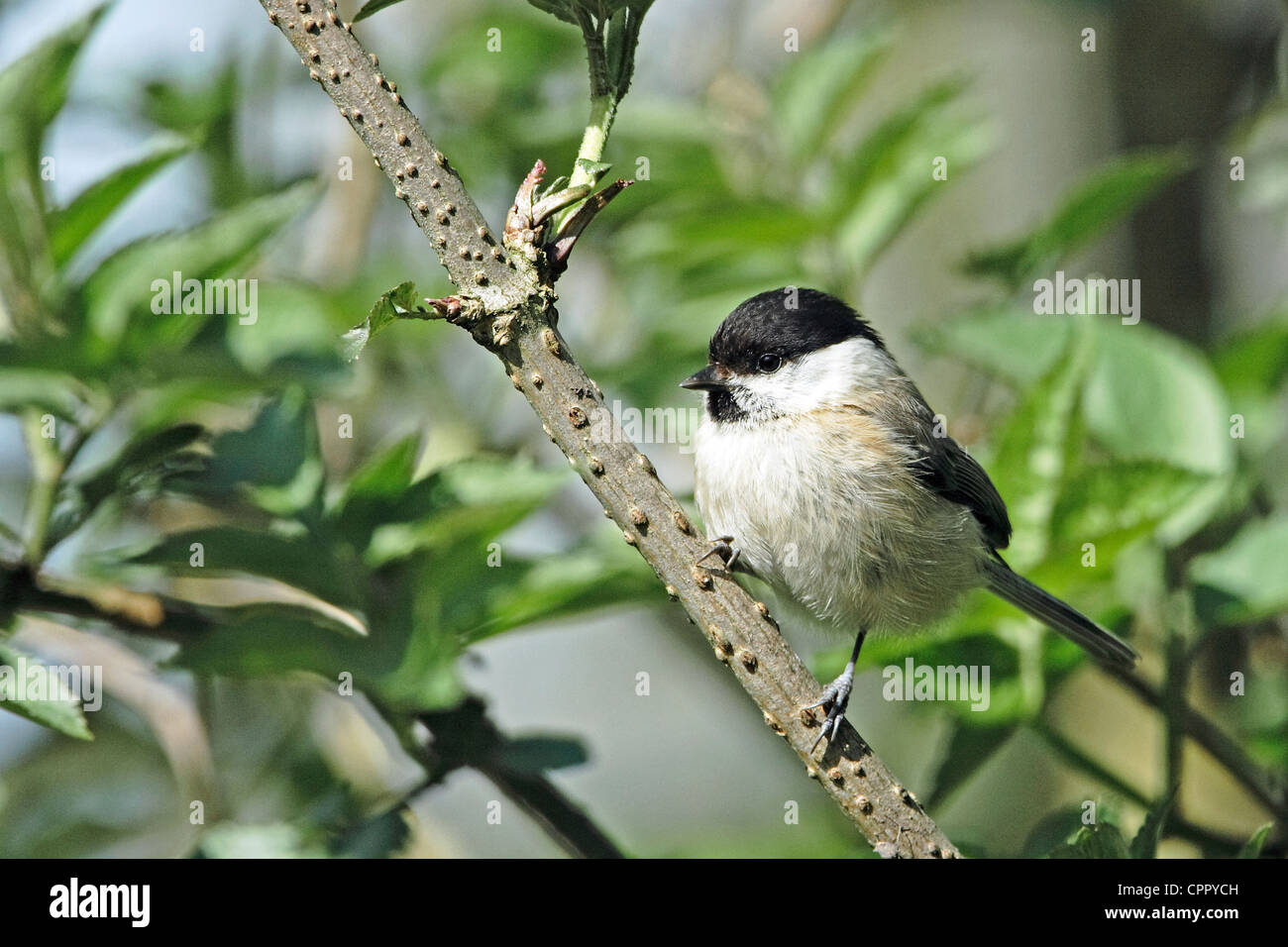 A Willow Tit (Parus montanus) perched on a tree branch Stock Photo - Alamy