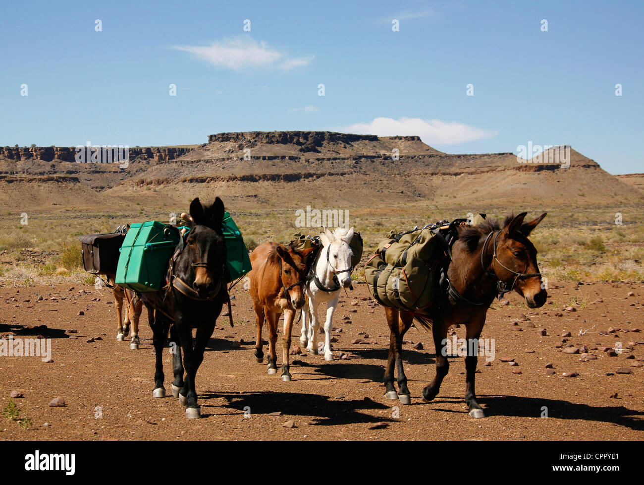 Mule pack train hi-res stock photography and images - Alamy