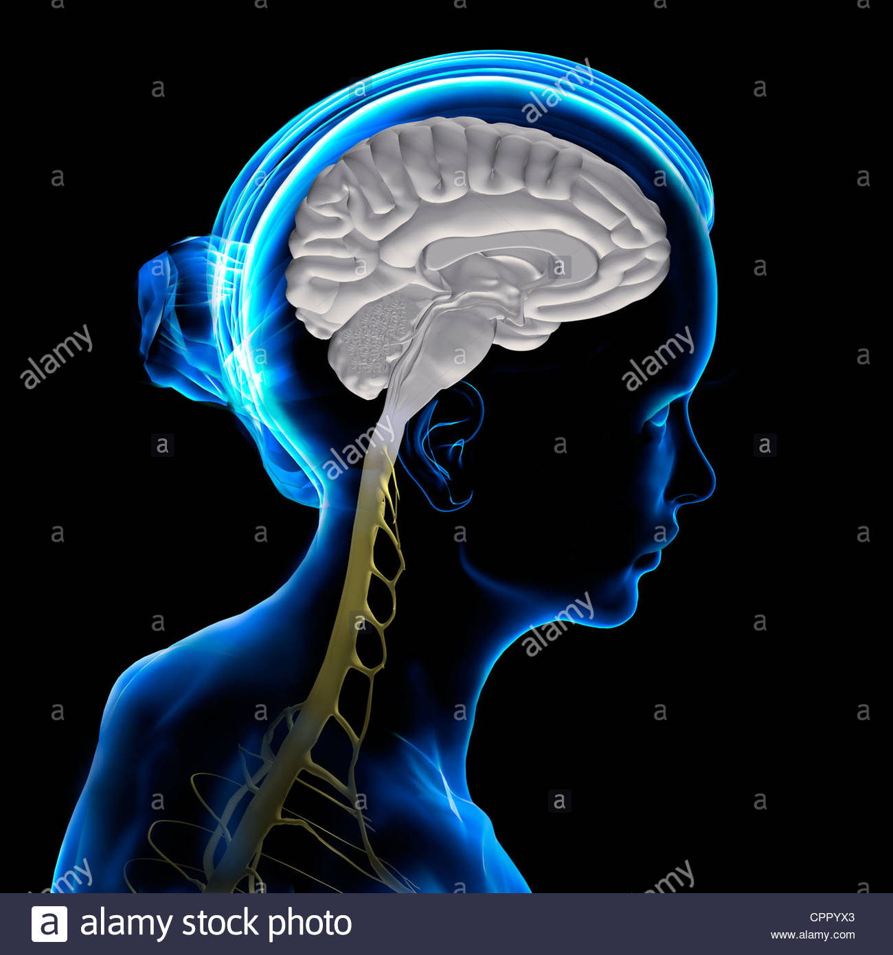 Brain Stem Stock Photos & Brain Stem Stock Images - Alamy