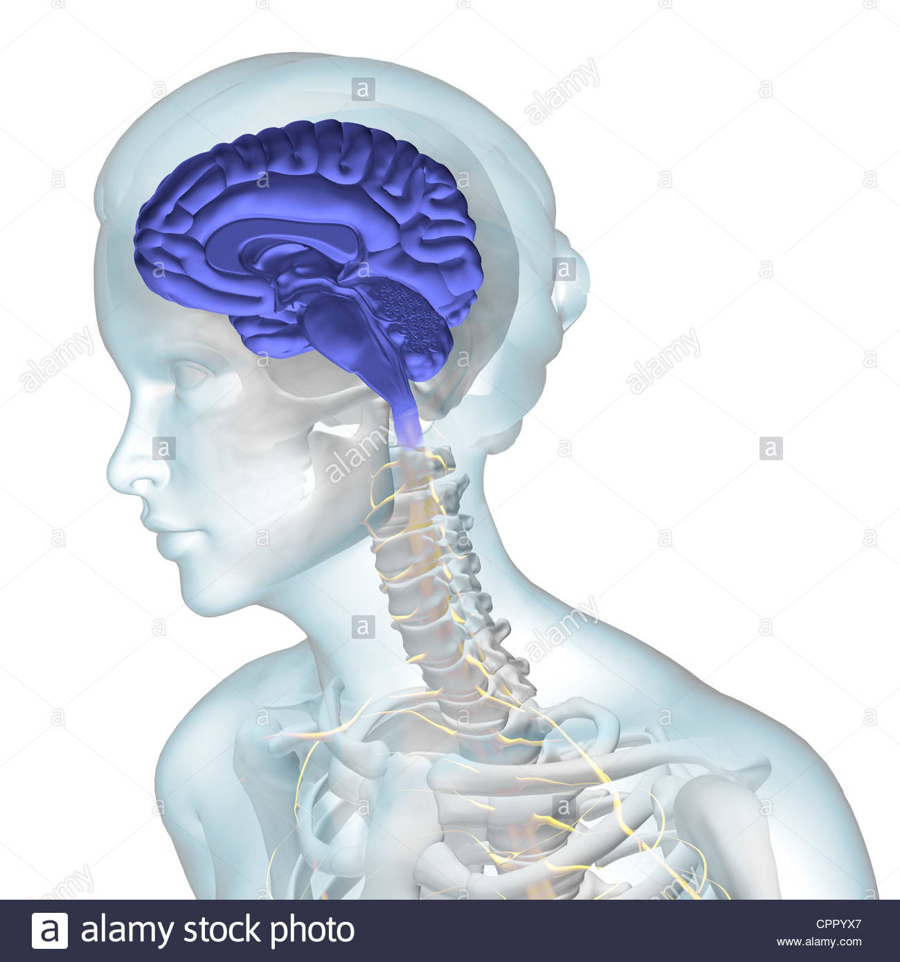 Midbrain Stock Photos & Midbrain Stock Images - Alamy