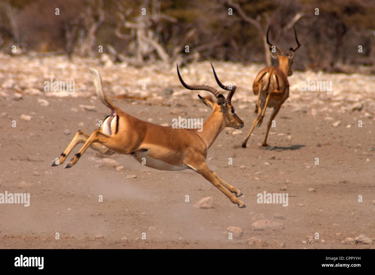 Flee From Danger High Resolution Stock Photography and Images - Alamy