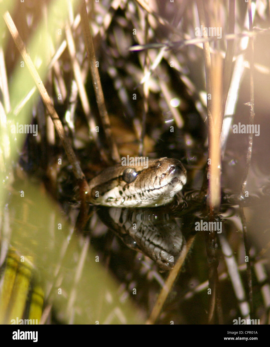 Predator lurking hi-res stock photography and images - Alamy