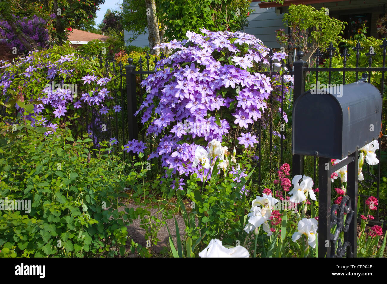 Spring growth, flowers and plants over the fence Stock Photo - Alamy