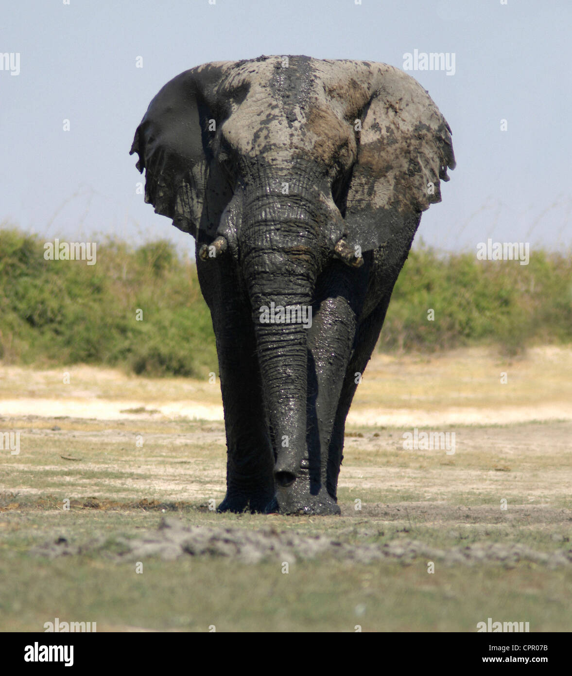 Elephant enjoying a mud bath on the Chobe Stock Photo - Alamy