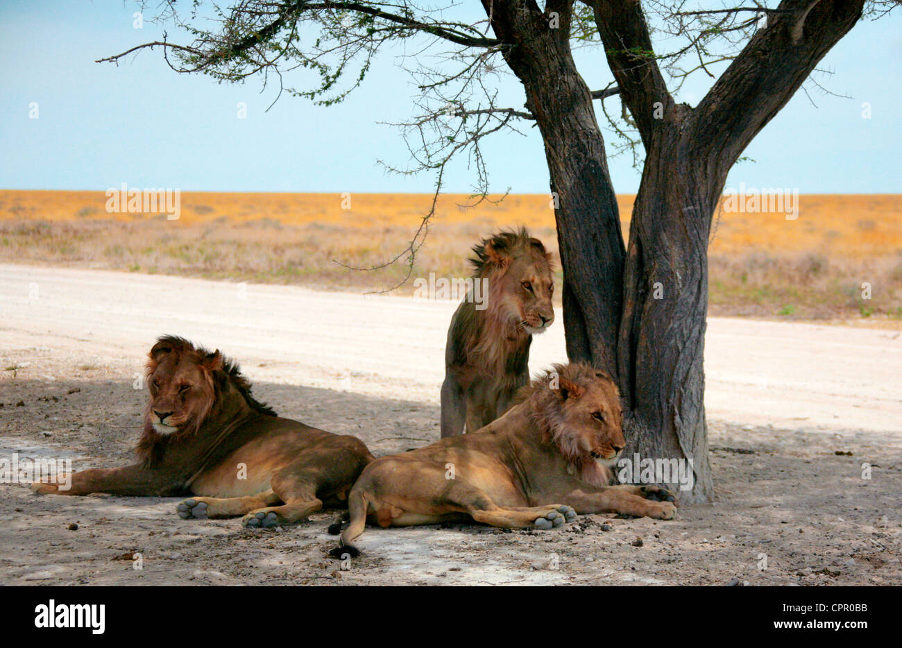 African tree lions hi-res stock photography and images - Alamy