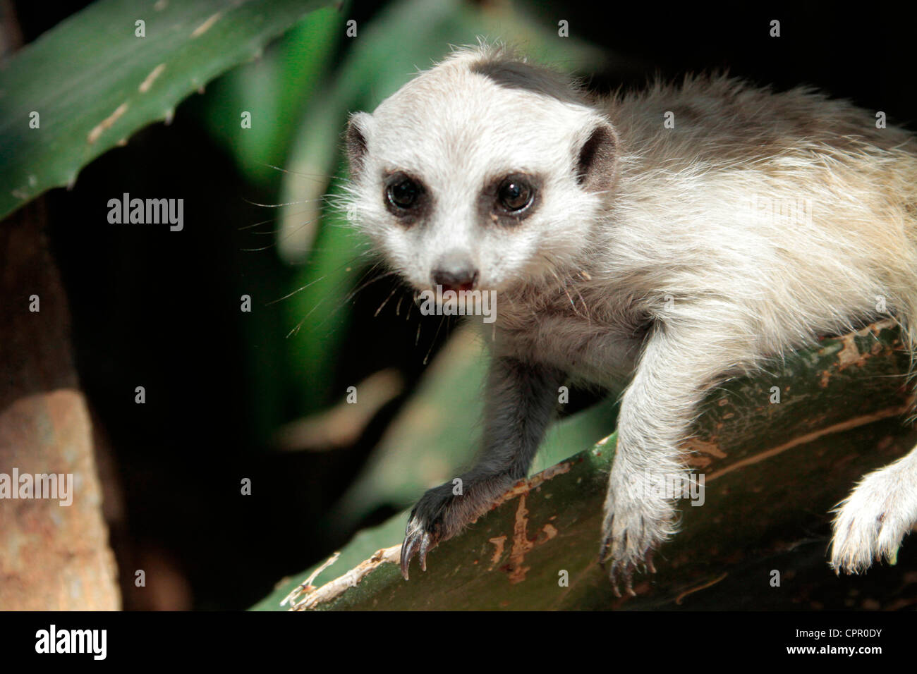 Suricate young hi-res stock photography and images - Alamy