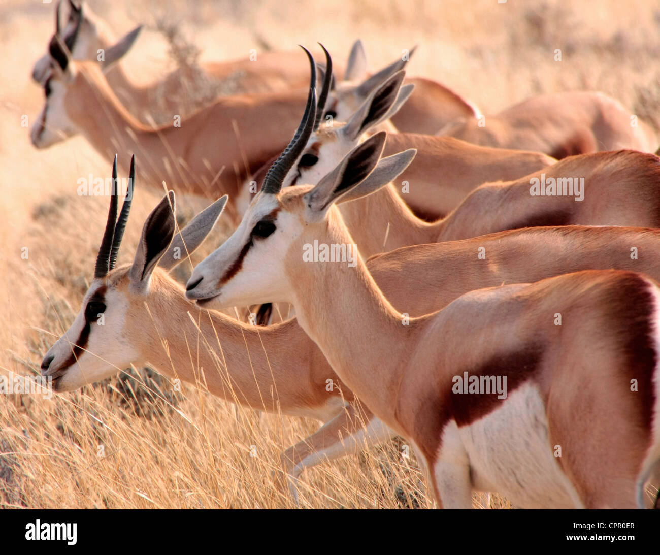 Etendeka High Resolution Stock Photography and Images - Alamy