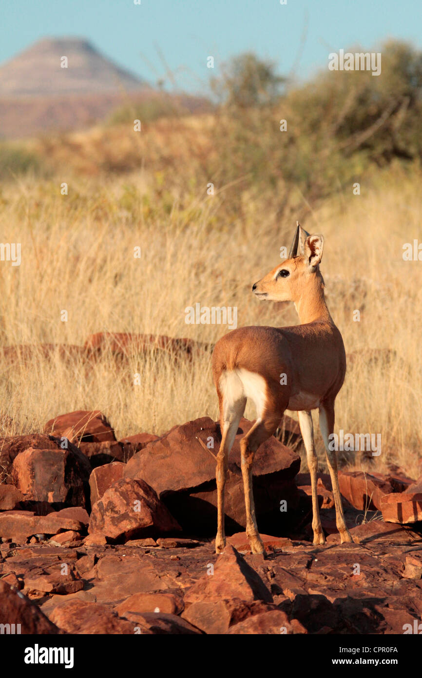A solitary steenbok amongst the red rocks of Northern Namibia Stock ...