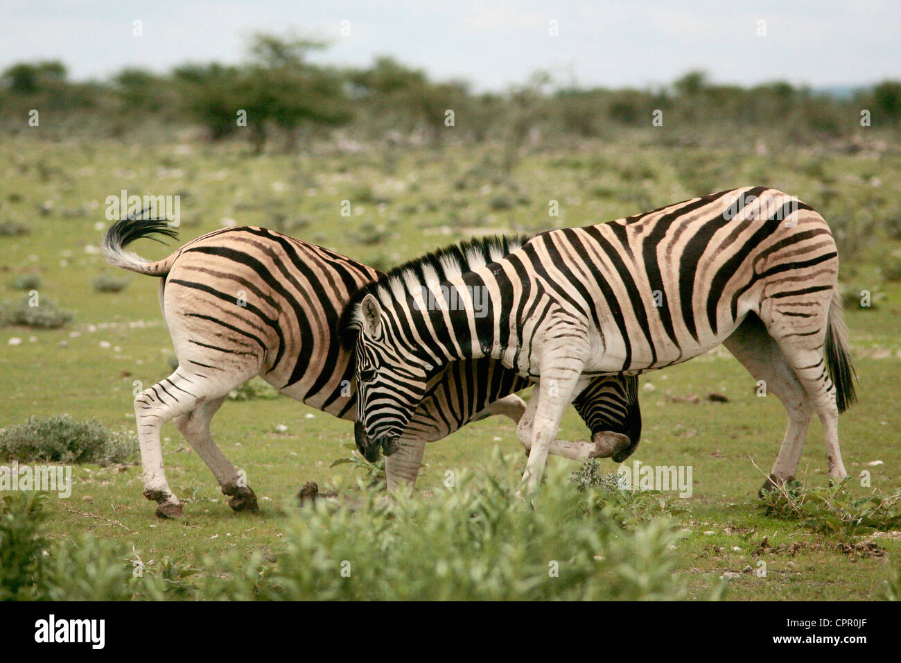 Tussle hi-res stock photography and images - Alamy