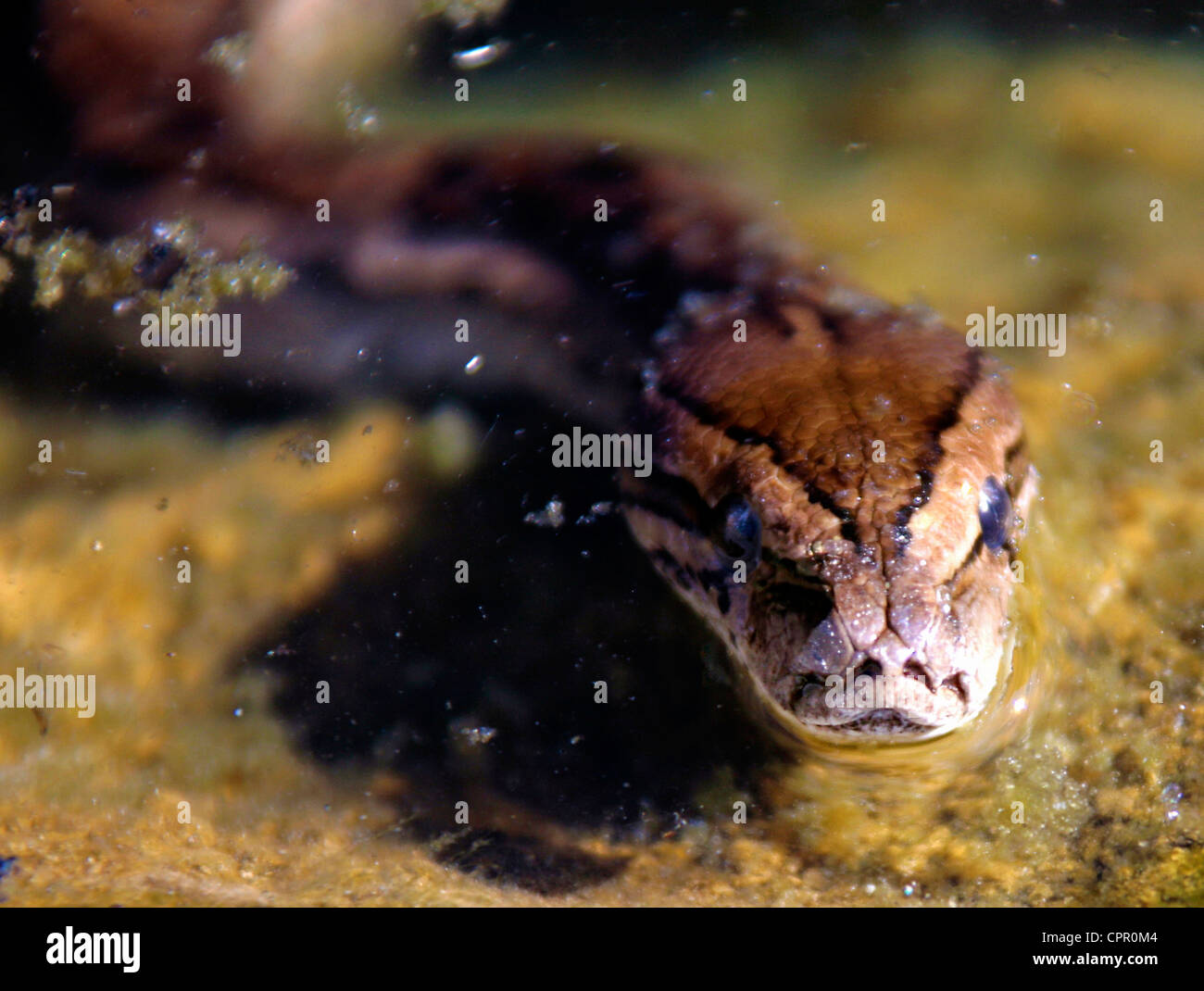 Python strike hi-res stock photography and images - Alamy