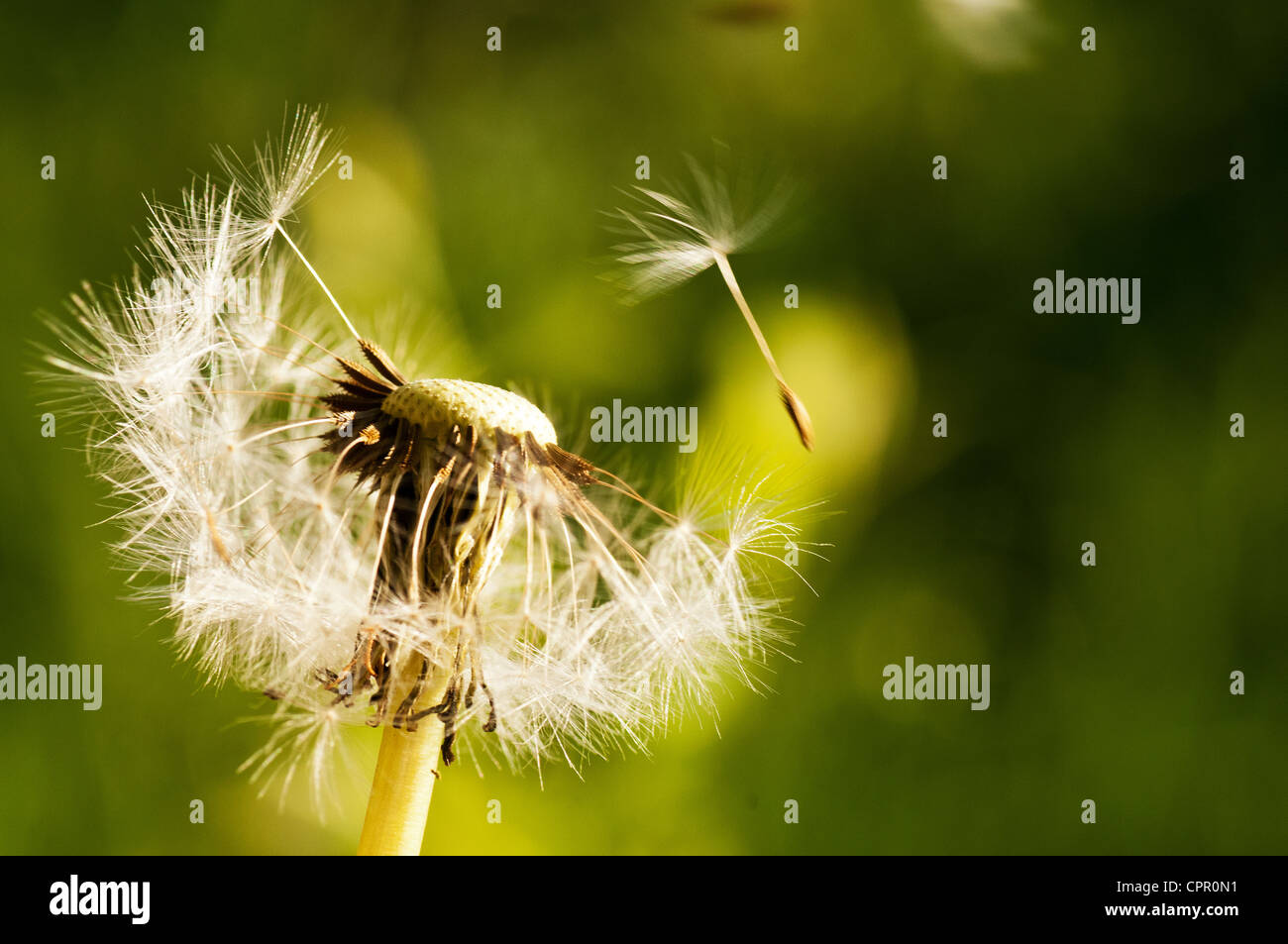 single dandelion seed blown by wind Stock Photo - Alamy