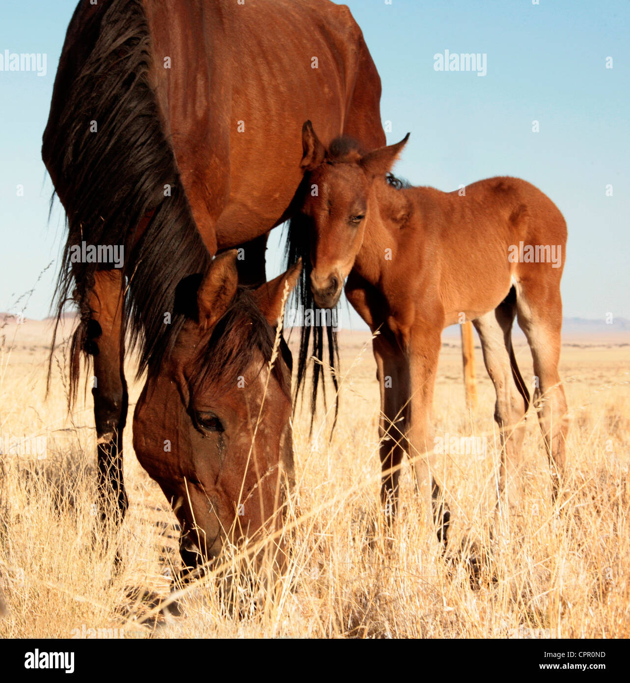 All this mare's energy and sustenance has gone into producing her foal ...