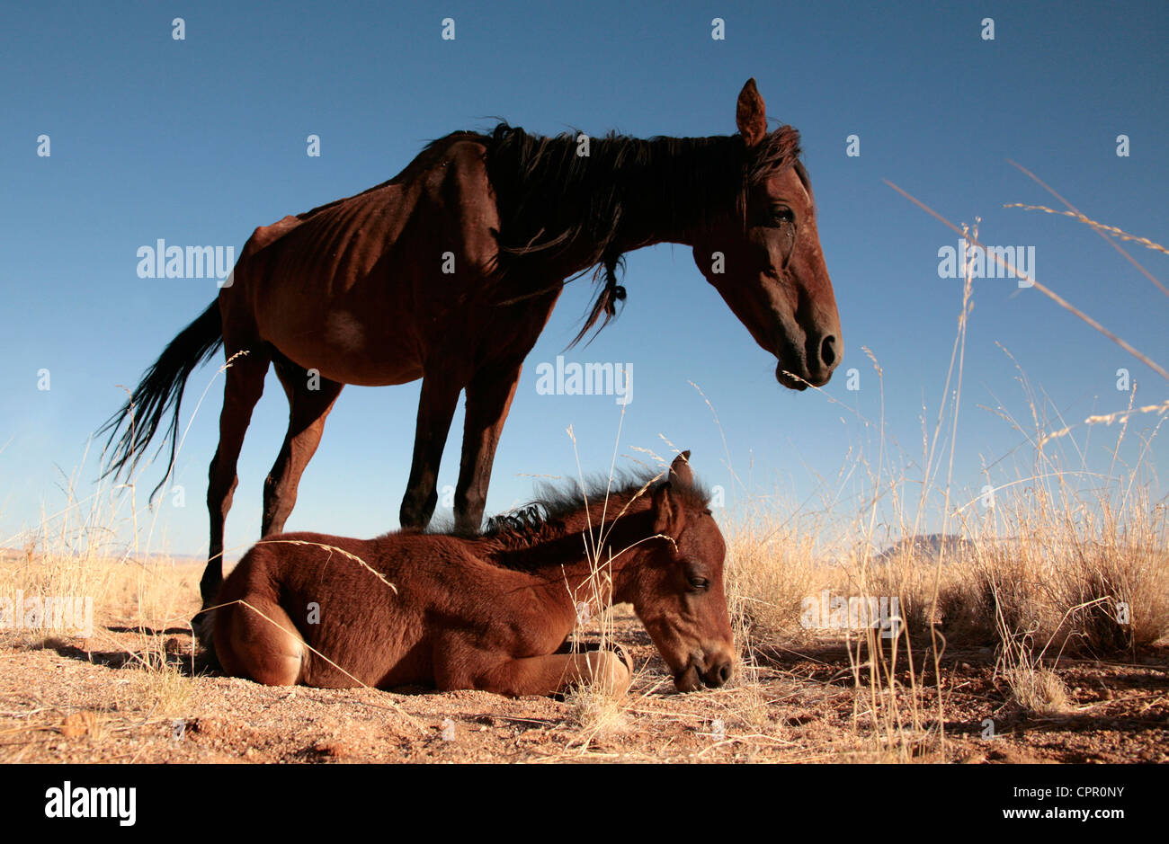 All this mare's energy and sustenance has gone into producing her foal ...