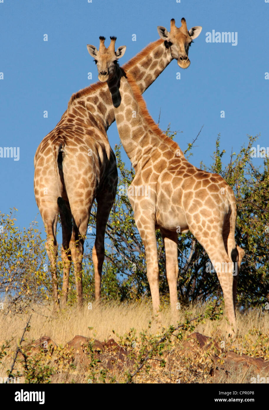Neck folds hi-res stock photography and images - Alamy