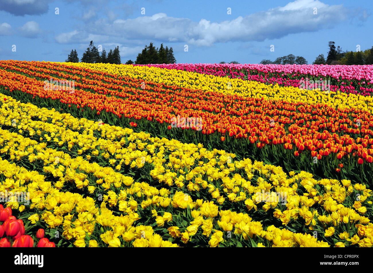 Colorful tulip farm in the spring Stock Photo - Alamy
