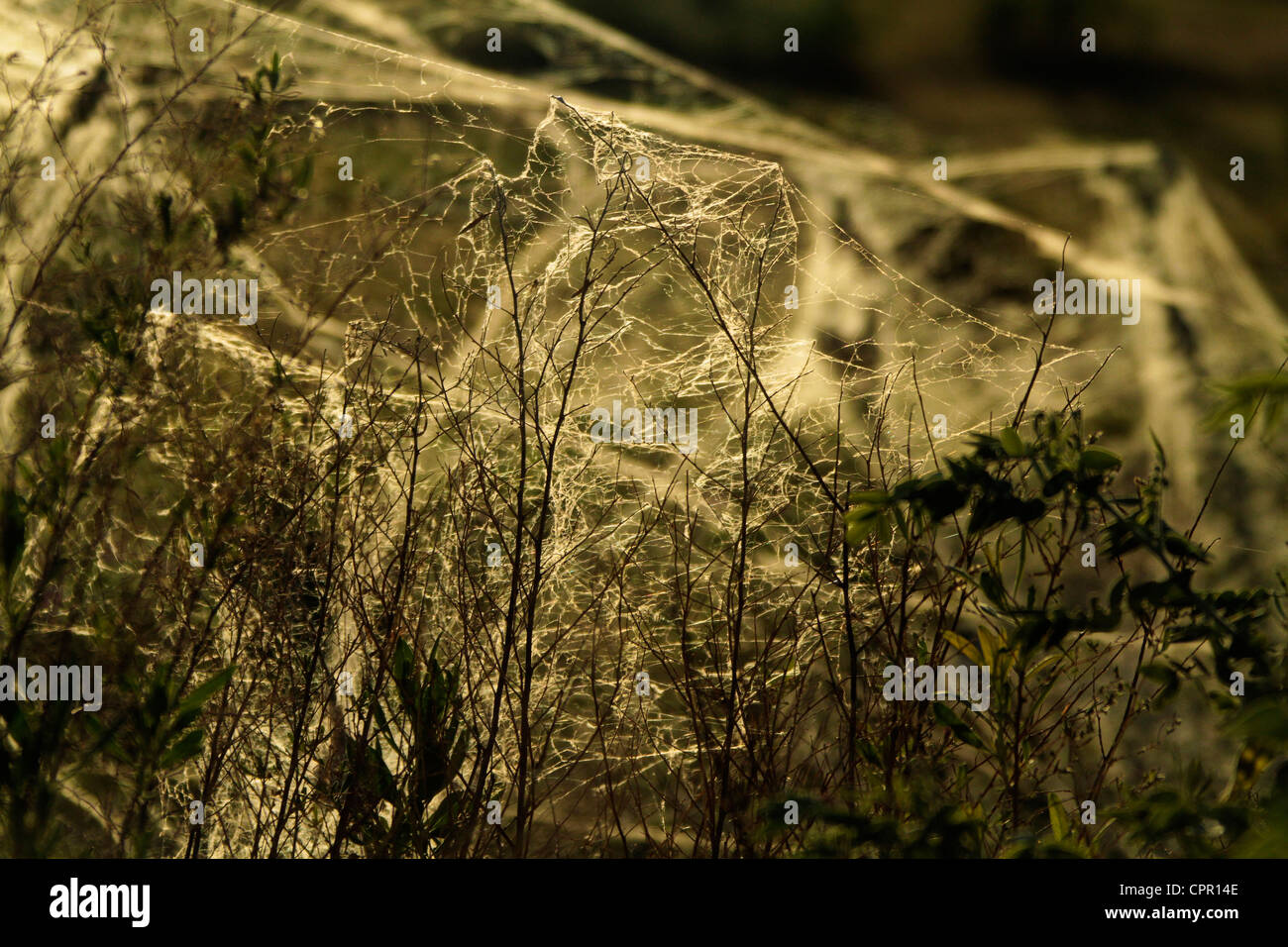 Communal spiders hi-res stock photography and images - Alamy