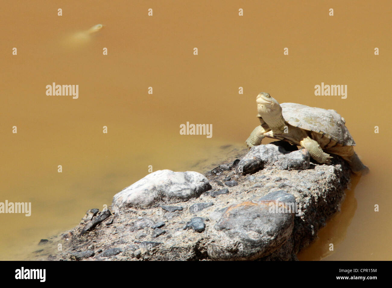 Terrapin on rock hi-res stock photography and images - Alamy