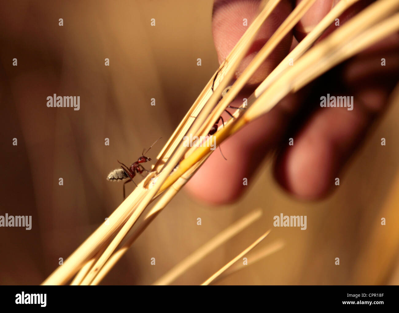 Formic acid hi-res stock photography and images - Alamy