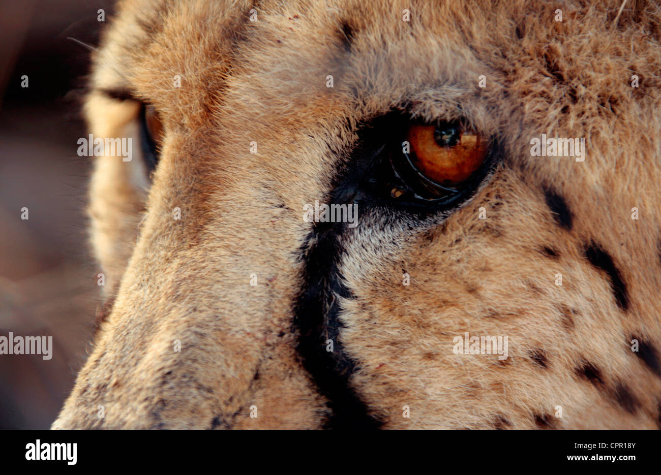 The Eye of the Cheetah Stock Photo - Alamy